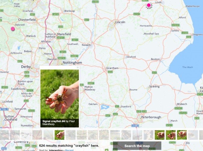 How to Catch Signal Crayfish in the UK
