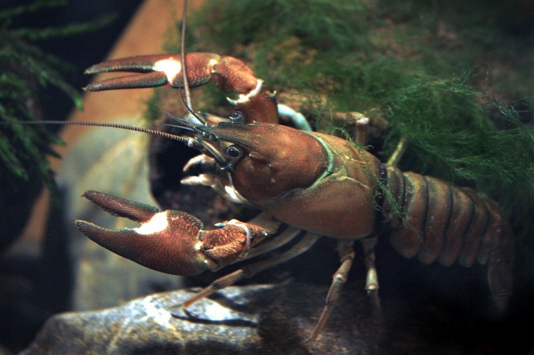 How to Catch Signal Crayfish in the UK